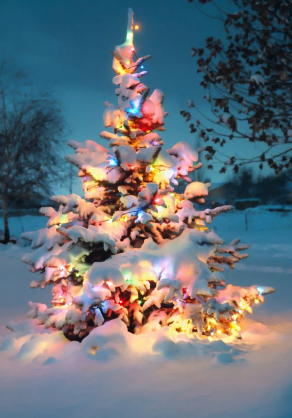 10 Natural Outdoor Christmas Tree Decorations Home Design And Interior