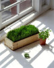 17 Nature Wheatgrass Decor Ideas | HomeMydesign