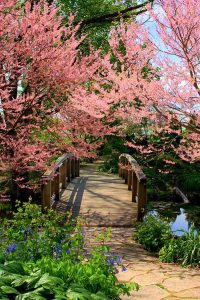 21 Most Beautiful Bridge Ideas For Your Garden | HomeMydesign