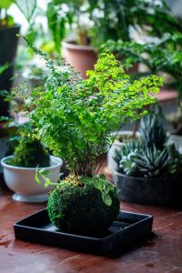 20 Unique And Aesthetic Kokedama Planter Ideas | HomeMydesign