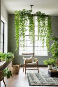 7 Beautiful Indoor Vine Plants To Get Inspired | HomeMydesign